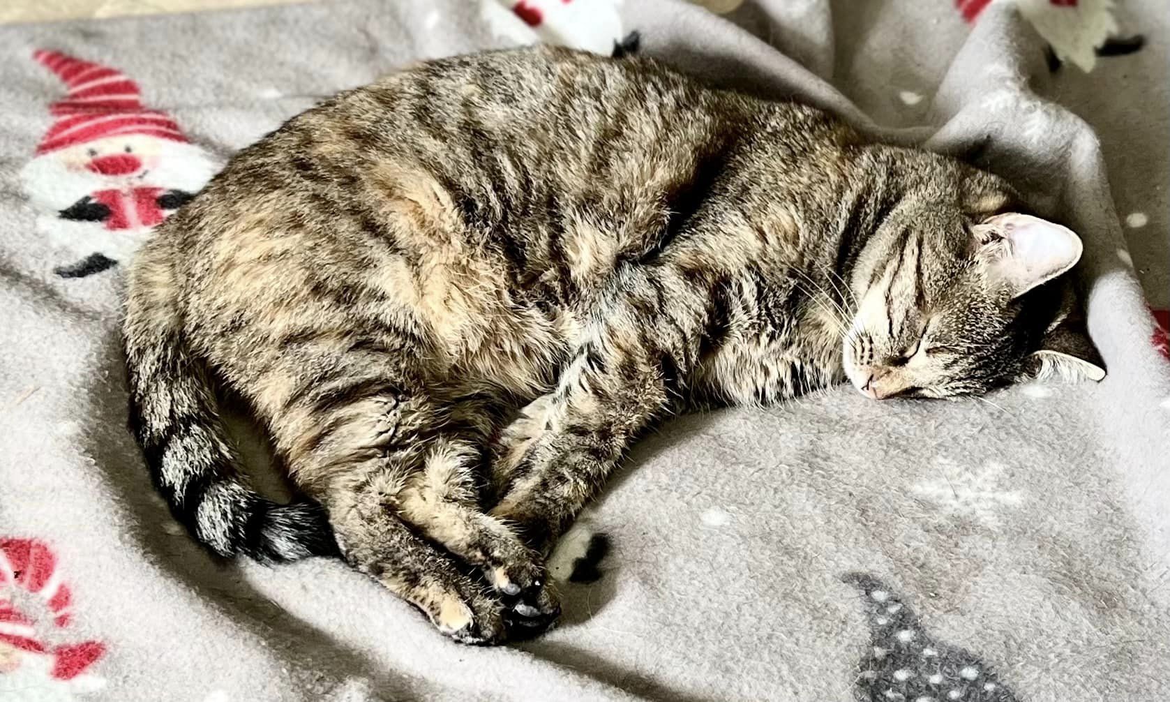 Perry County Rescue Organization has its ‘PAWS’ on Employee’s Heart ...