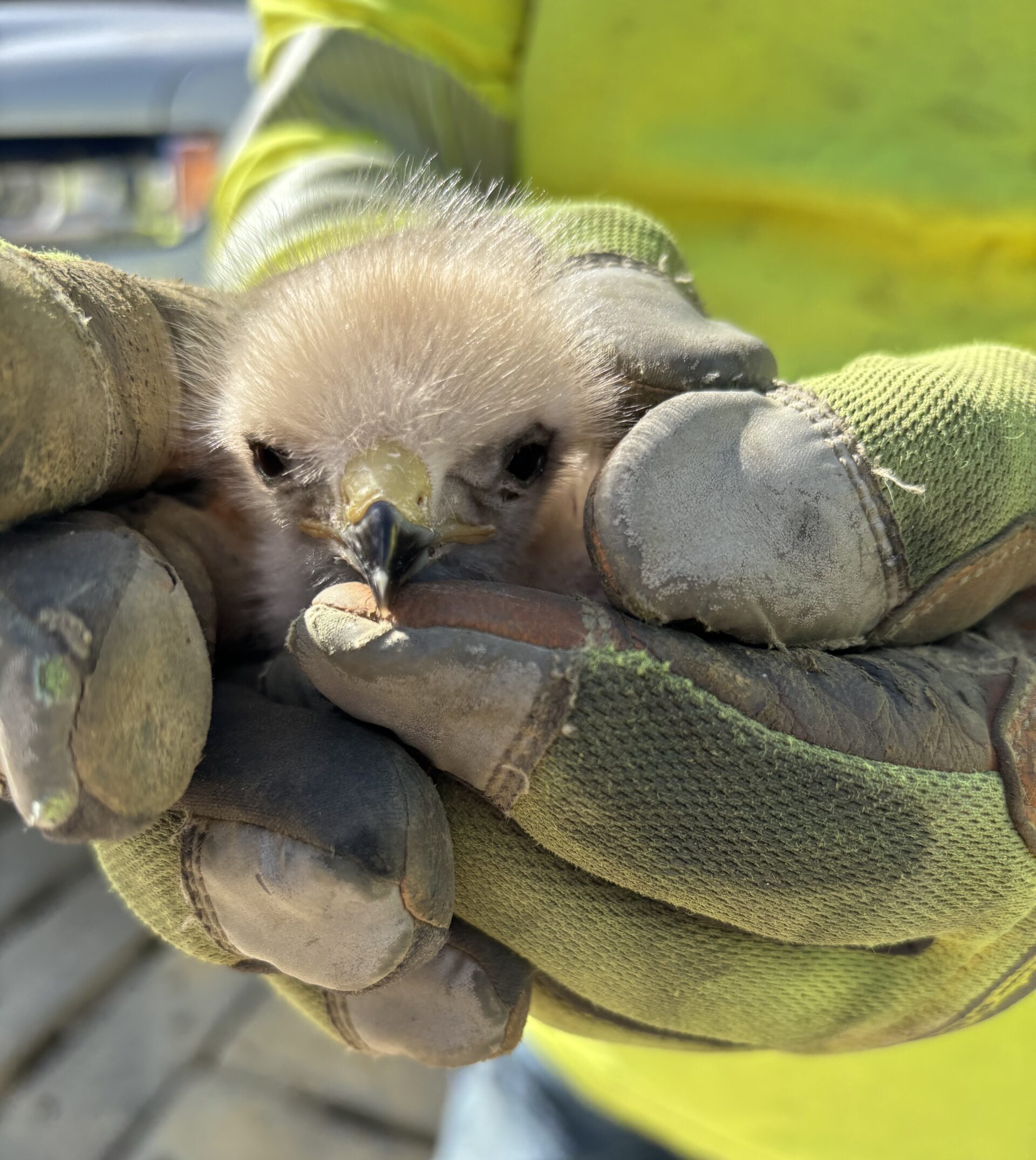 Protecting the Environment: AEP Ohio Rescues Red-Tailed Hawk Chicks and ...